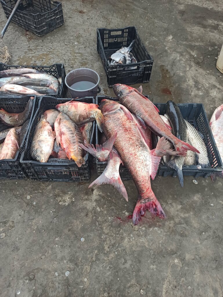 Balık ve deniz ürünleri Рыба, Dağıstan, foto