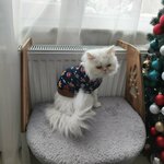 Safran Pet Life (Karabük, Safranbolu, İnönü Mah.), petshop  Safranbolu'dan