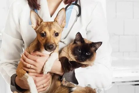 Veteriner klinikleri Vash pitomec, Moskova ve Moskovskaya oblastı, foto