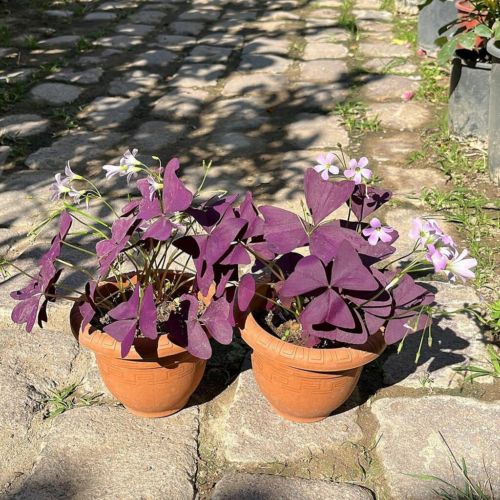 Sera ve bahçe ürünleri Bahçem Tarım Orman Fidancılık, Balıkesir, foto
