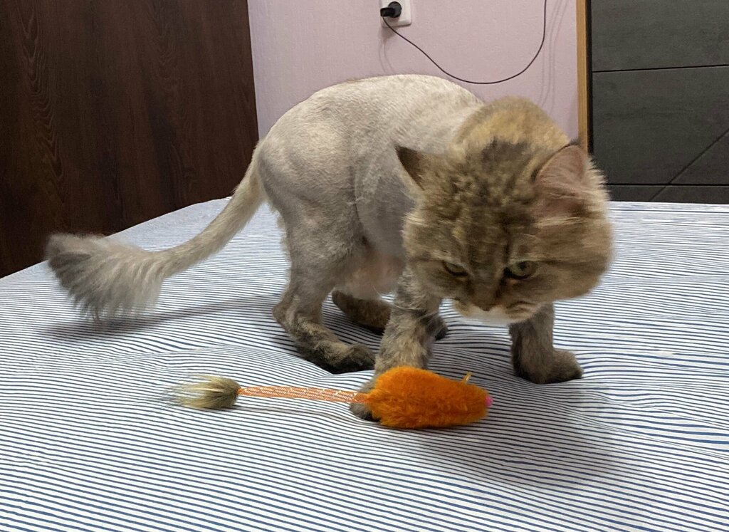 Evcil hayvan kuaförleri Стрижка животных, Moskova, foto