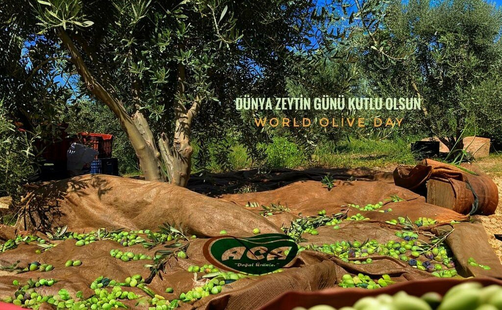 Sanayi kuruluşu Aca Zeytin Yağı Fabrikası, Hassa, foto