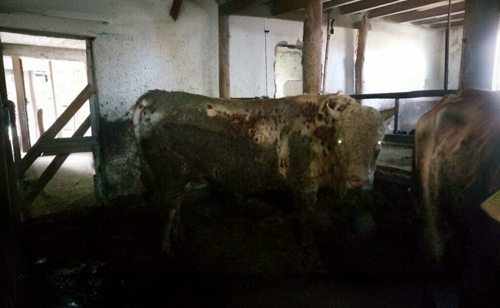 Hayvancılık Yıldız Besicilik, Ankara, foto