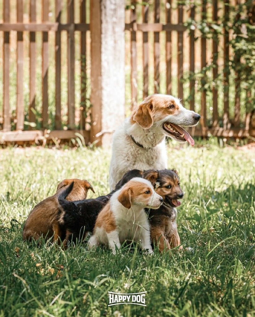 Petshop Happy Dog, Ankara, foto