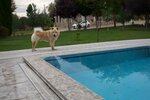 Ankara-Elvis Köpek Eğitim Merkezi-Otel (Ankara, Gölbaşı, İncek Mah., Şevket Evlyagil Sok., 6), uzman hizmetleri  Ankara'dan