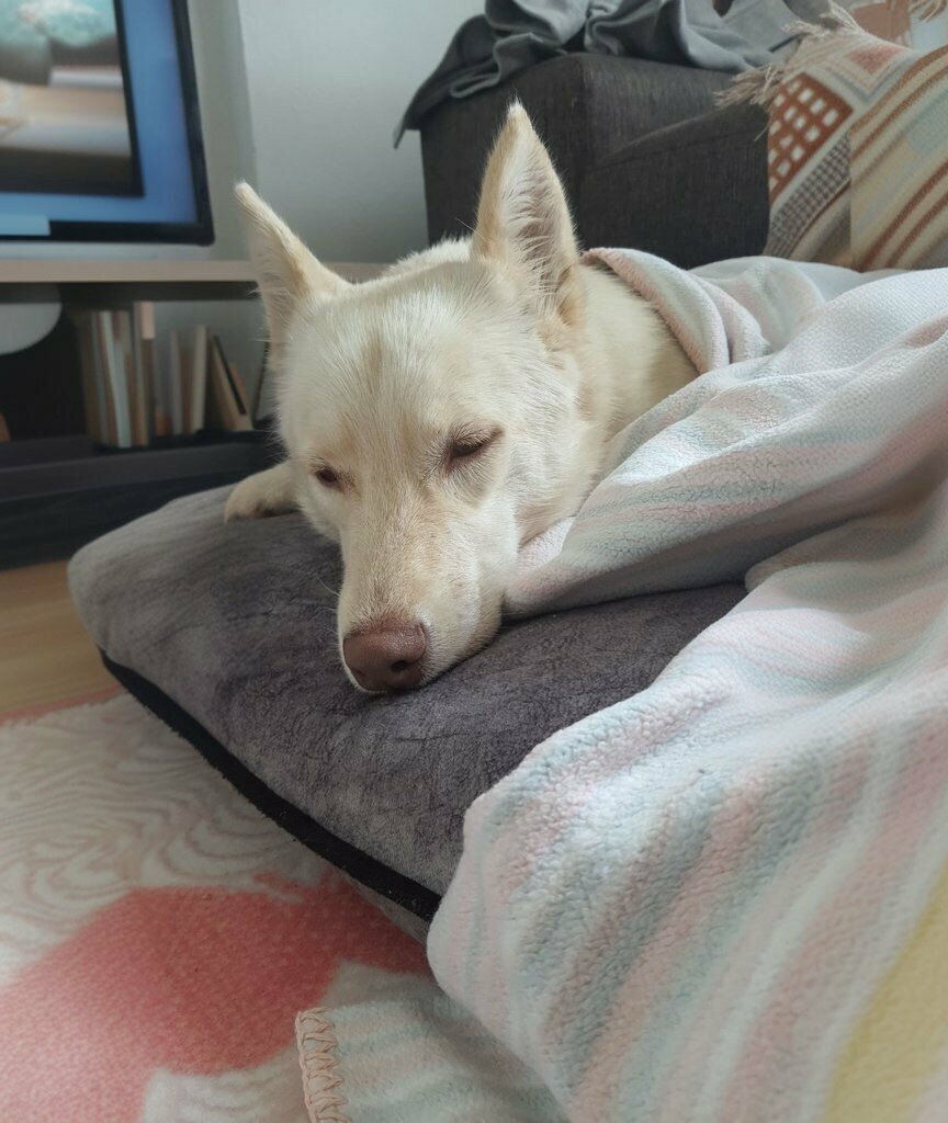 Hastaneler Trakya Hayvan Hastanesi, Çorlu, foto