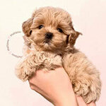 Maltipu and Toy Poodle Kennel (ulitsa Ilyinskogo No:5, Pirogovo Village), evcil hayvan yetiştiricileri  Moskova ve Moskovskaya oblastından