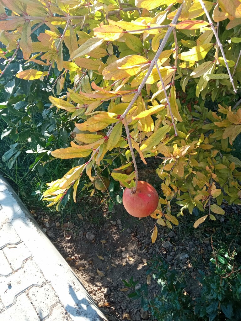 Otel Süzer Sitesi, Manavgat, foto