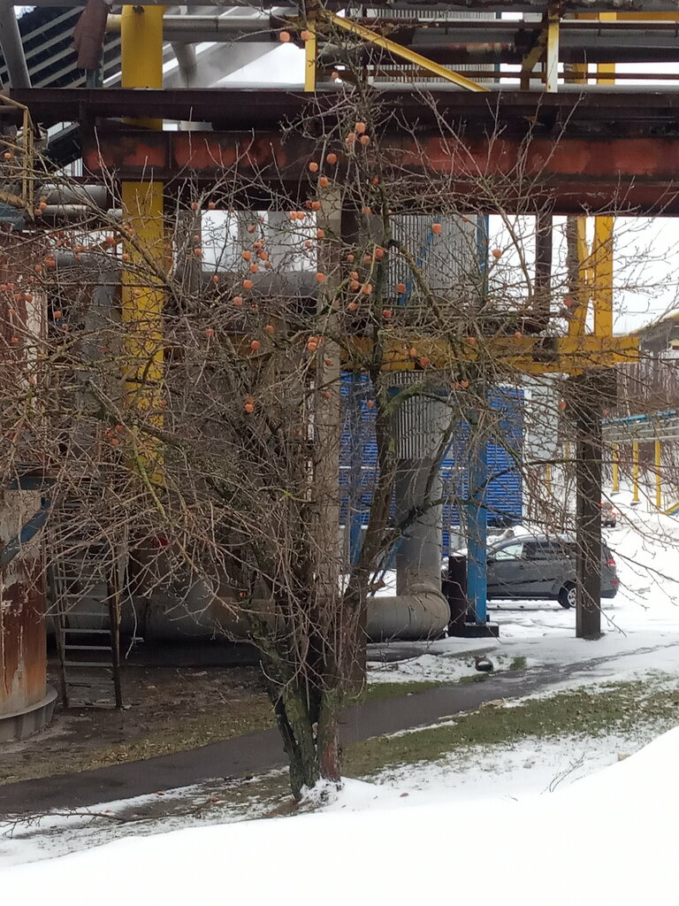 Elektrik santrali АБК Тэц3, Svetogorsk, foto