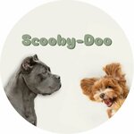 Scooby-Doo (Lenina Avenue No:19), evcil hayvan kuaförleri  Zelenogorsk'tan