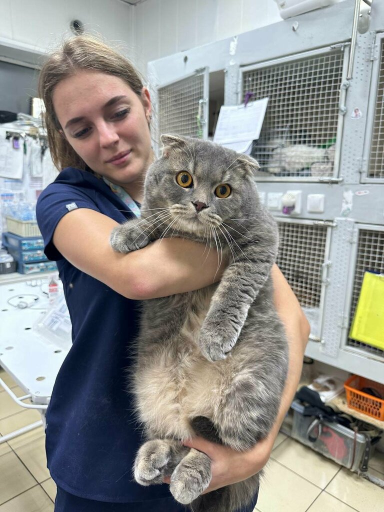 Evcil hayvan kuaförleri Dobrovet24.ru, Irkutsk, foto