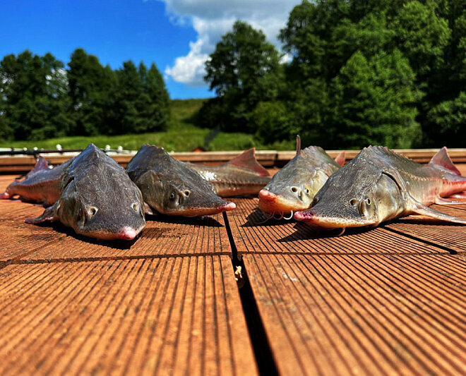 Balık çiftçiliği ve toptancıları Рыбалка в парк-отеле Орловский, Moskova ve Moskovskaya oblastı, foto