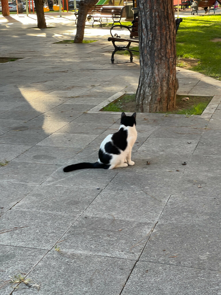 Parklar ve ormanlar İbb Çamlık Atatürk Parkı, İstanbul, foto
