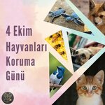 Veteriner (Bursa, Nilüfer, Dumlupınar Mah., Dikmen Sok., 10A), veteriner klinikleri  Bursa'dan