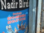 Nadir birds (Jamia Millia Road No:R61), petshop  Karaçi'den