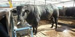 Yeşilköy Kasabi (Kütahya, Simav, 4 Eylül Mah., Mehmet Akif Sok., 12A), kasap, şarküteri  Simav'dan