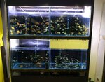 Deniz Kızı Petshop (Uşak, Uşak Merkez , Kurtuluş Mah., Çavuş Çeşme Sok., 21B), petshop  Uşak'tan