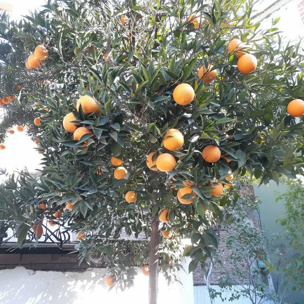 Kültür ve eğlence parkları Şehit İsmail Kocabaş Parkı, Efeler, foto