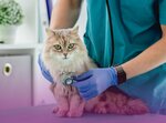 Bayt Veterinary clinic (Mowaihat 3, Southern Sector, Ajman), veteriner klinikleri  Ayman'dan
