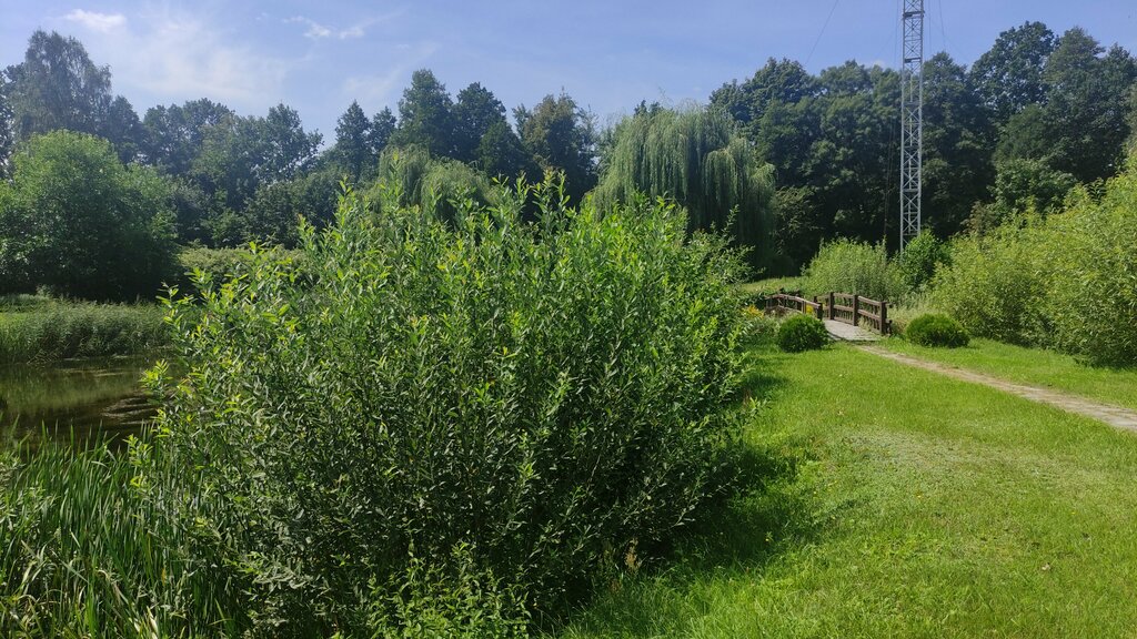 Doğa koruma alanı памятник природы республиканского значения Брашевичская кария-экзот, Brestskaya oblastı, foto