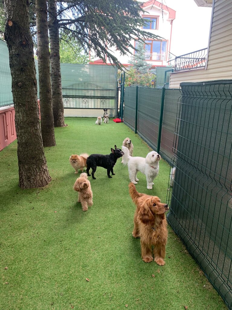 Hayvan barınakları, kulüpleri ve otelleri Pet'n Fun Otel, Ankara, foto