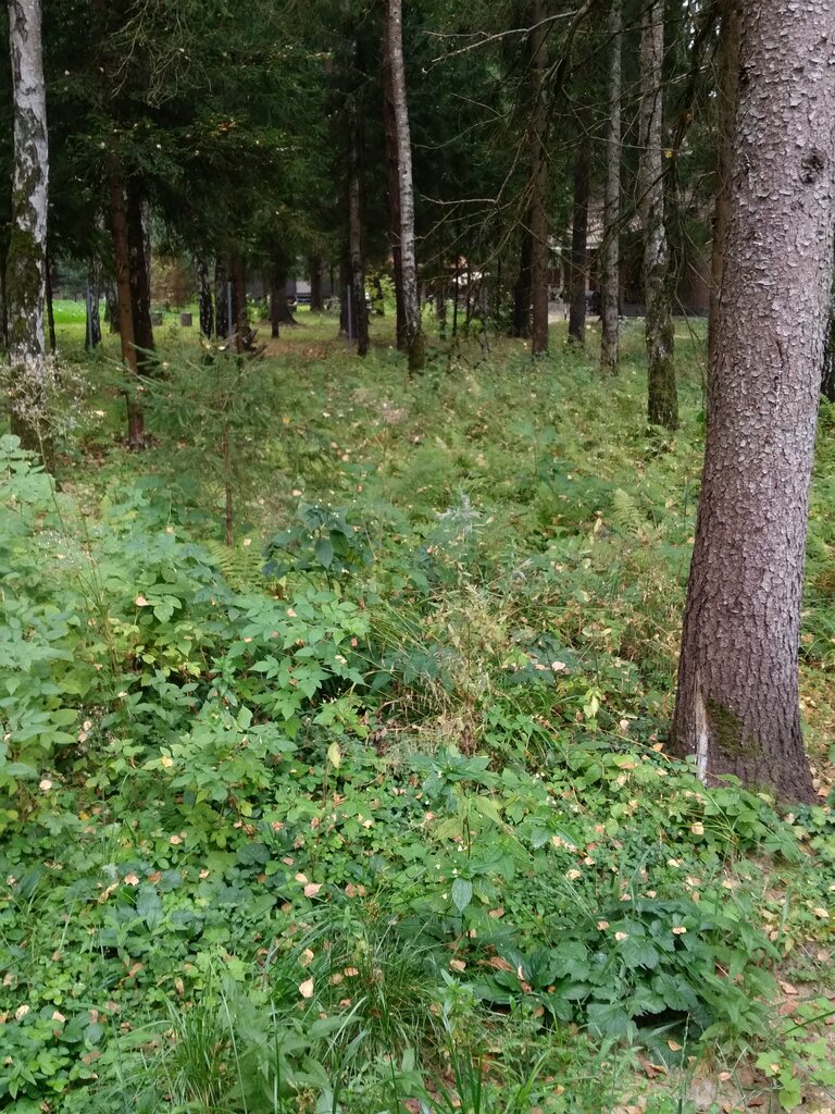 Emlak geliştirme Posyolok Vensky les, Balabanovo, foto