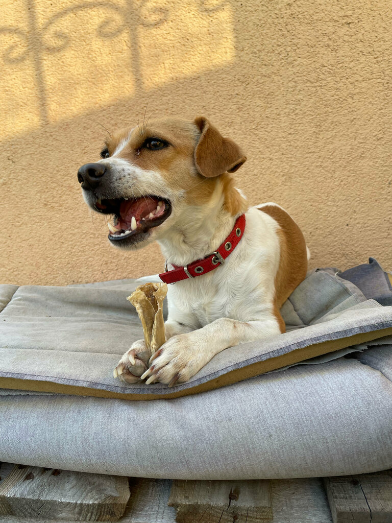 Veteriner klinikleri Kumburgaz Cadde Veteriner Kliniği, İstanbul, foto