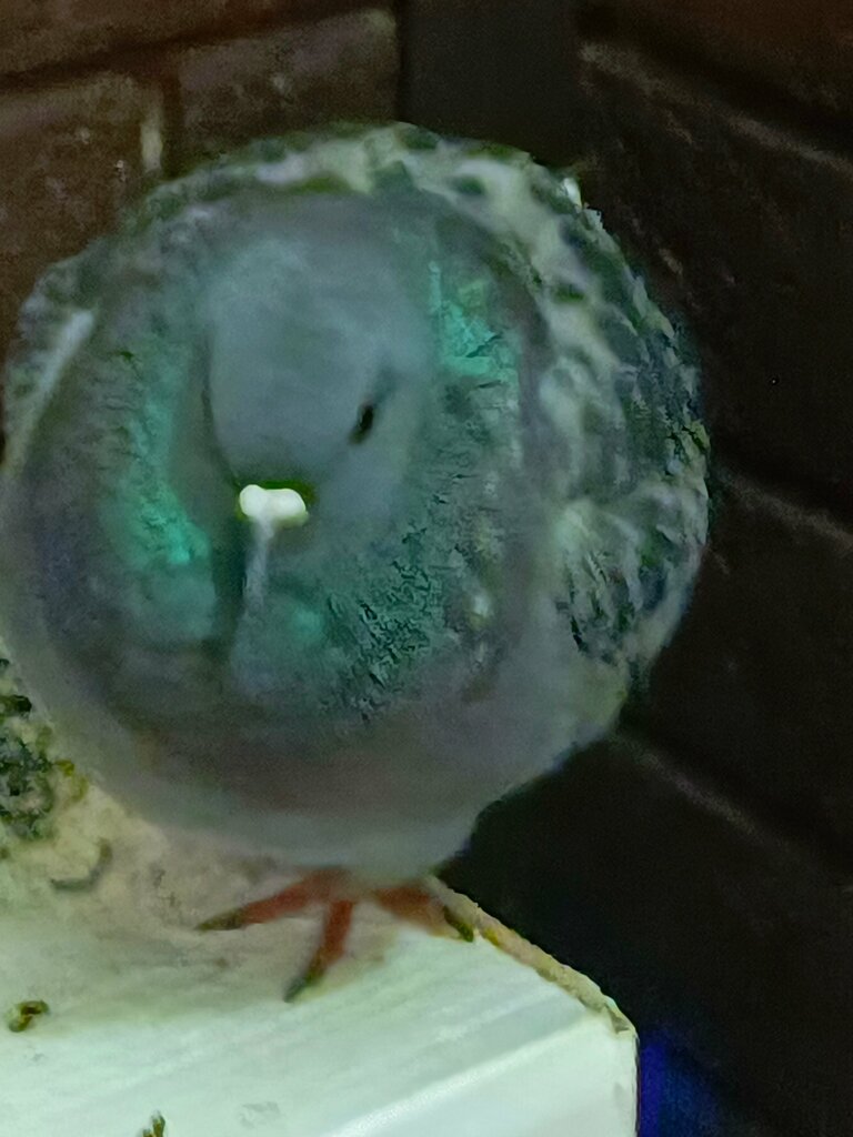 Bank Bench, Moskova, foto