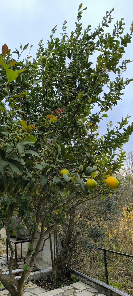 Kamp alanları Erdek, Erdek, foto