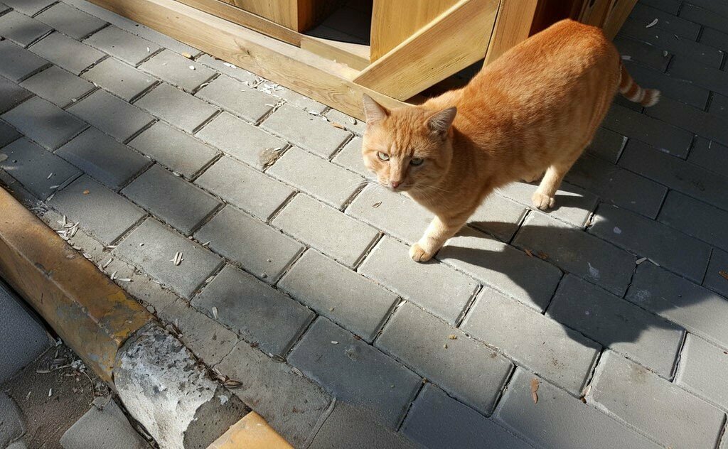 Kültür ve eğlence parkları Sabri Akpınar Parkı, İstanbul, foto