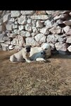 İstanbul Kangal Çiftliği (İstanbul, Arnavutköy, Terkos-Karaburun Cad.), petshop  Arnavutköy'den