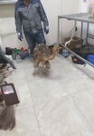 Hacıbektaş Veteriner Kliniği (Nevşehir, Hacıbektaş, Atatürk Blv.), veteriner klinikleri  Hacıbektaş'tan