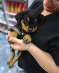 Emra Pet Veteriner Kliniği (Niğde, Niğde Merkez, Esenbey Mah., Soyer Sok., 6E), veteriner klinikleri  Niğde'den