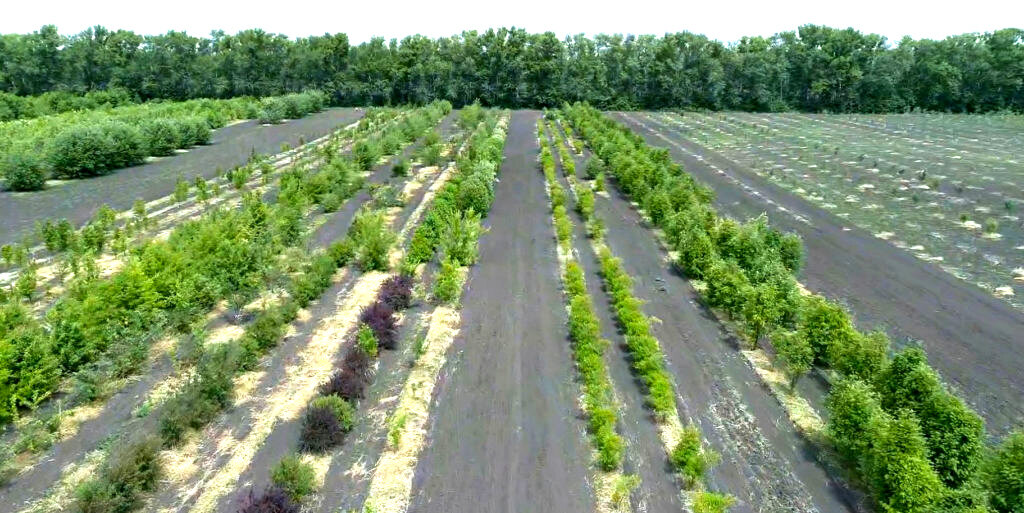 Fidan yetiştiriciliği Plant nursery Emerald world, Tulskaya oblastı, foto
