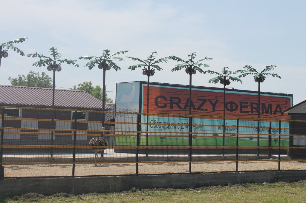 Hayvancılık Crazy Фerma, Krasnodarski krayı, foto