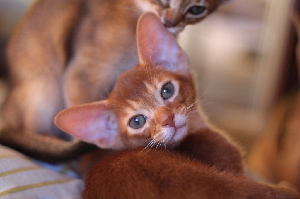 Evcil hayvan yetiştiricileri ASChi cattery, Kazan, foto