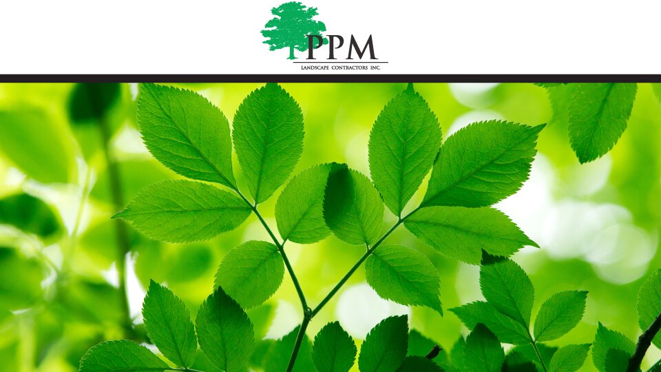 Bahçe ekipmanları ve teknolojileri Ppm Tree Service & Arbor Care, LLC, Michigan Eyaleti, foto