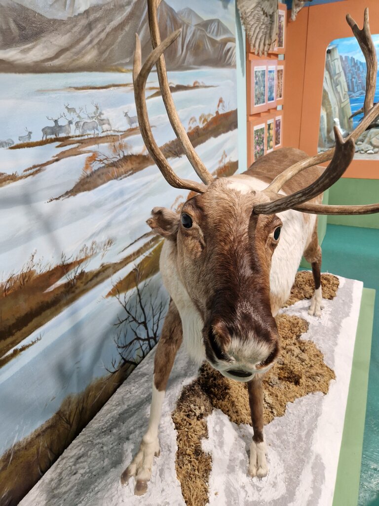 Sinemalar Север, Komi, foto