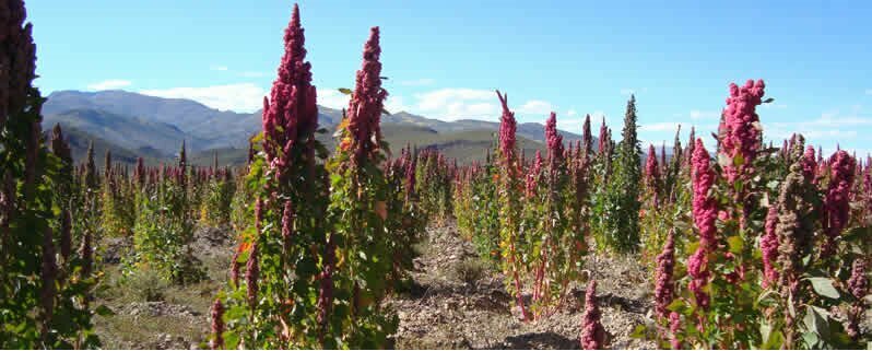 Gıda hammaddesi Compañia de Alimentos de Quinoa, El Alto, foto