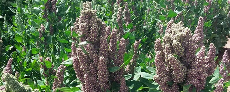 Gıda hammaddesi Compañia de Alimentos de Quinoa, El Alto, foto