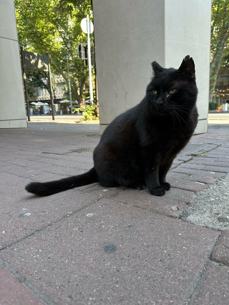 Doğa Rudolf the Black cat, Belgrad, foto
