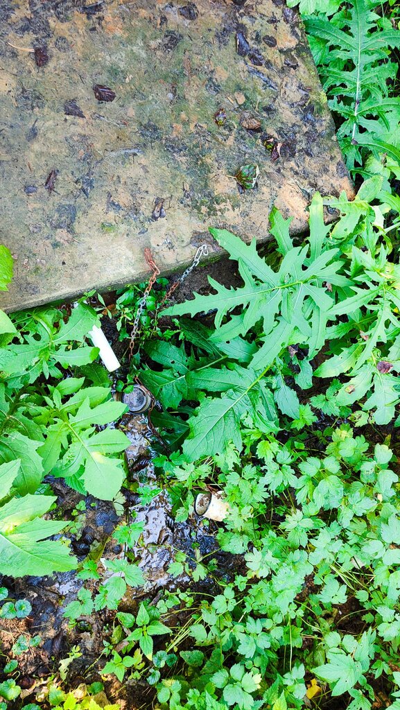 Pınar, çay Spring, stream, Moskova ve Moskovskaya oblastı, foto