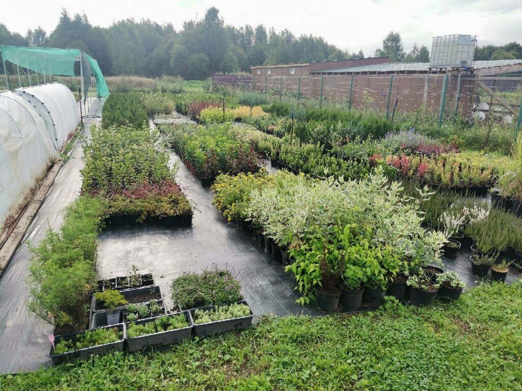 Fidan yetiştiriciliği Питомник растений, Moskova ve Moskovskaya oblastı, foto