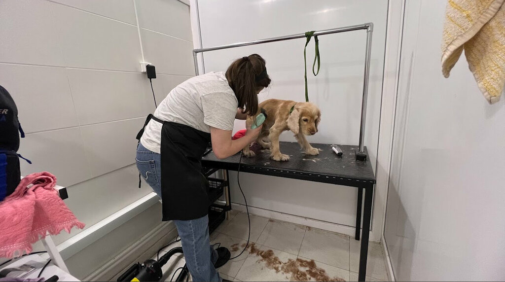 Veteriner klinikleri Zoofamily, Tiflis, foto