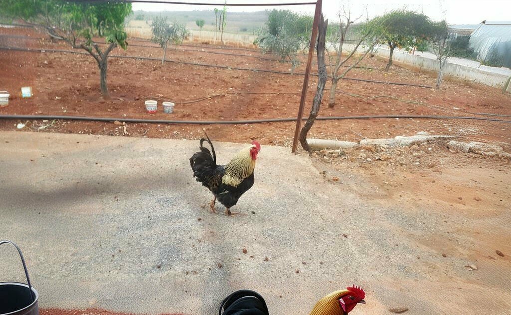 Kültür ve eğlence parkları Osman Ekin Parkı, Döşemealtı, foto