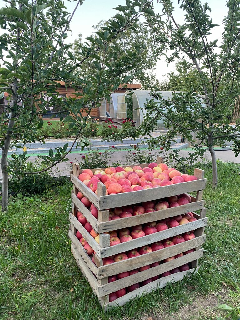 Haşere ilaçlama firmaları Садовый помощник, Volgogradskaya oblastı, foto