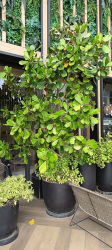 Alışveriş merkezleri Pantip Plaza Chiang Mai, Chiang Mai, foto