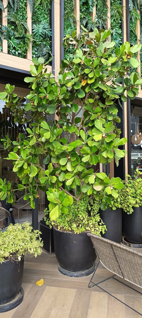 Alışveriş merkezleri Pantip Plaza Chiang Mai, Chiang Mai, foto