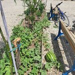 Antic Olea Beach &Caravan (Çanakkale, Ayvacık, Büyükhusun Köyü), karavan  Ayvacık'tan