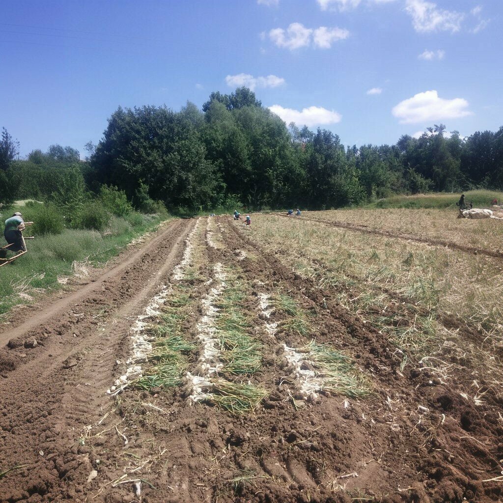 Muhtarlıklar Tavukçuoğlu Köyü Muhtarlığı, Taşköprü, foto